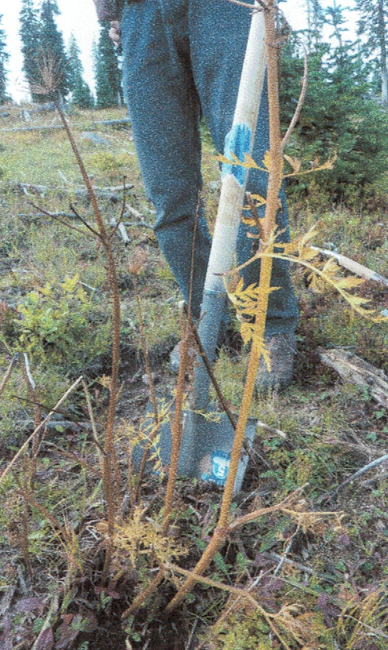 Ecological Harvesting – osoherbs.com OSO HERBS, OSO PRODUCTIONS AND ...