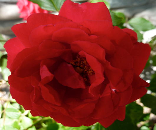 Tea – osoherbs.com OSO HERBS, OSO PRODUCTIONS AND Jessie Emerson, RN ...